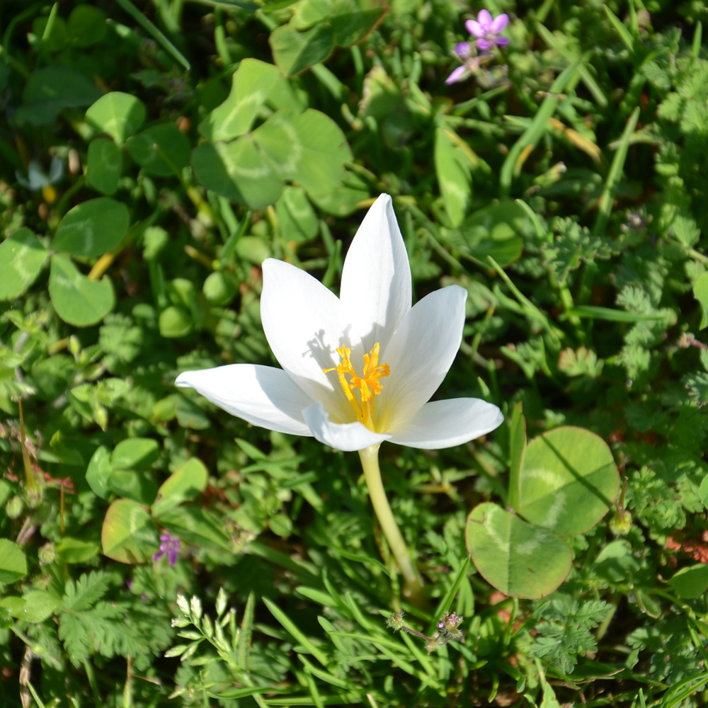 Crocus Speciosus Albus ou crocus d’automne | Bulbes – Meilland Richardier