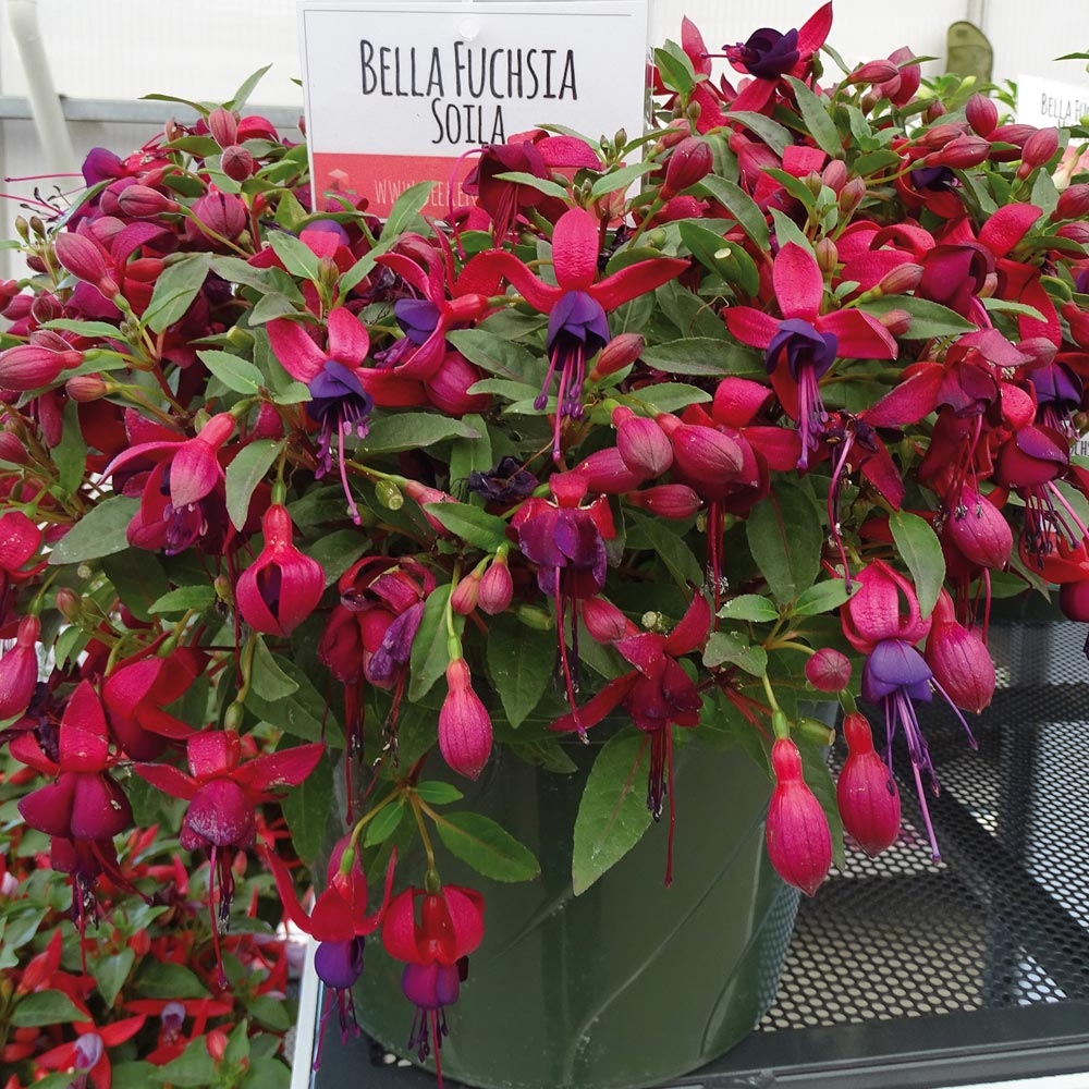 Fuchsia droit compact BELLA ® Soila violet et rouge, plante annuelle ...