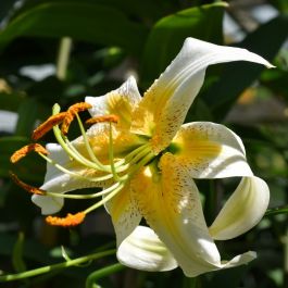 Lilium Lady Alice – Grand lis bicolore pour massifs