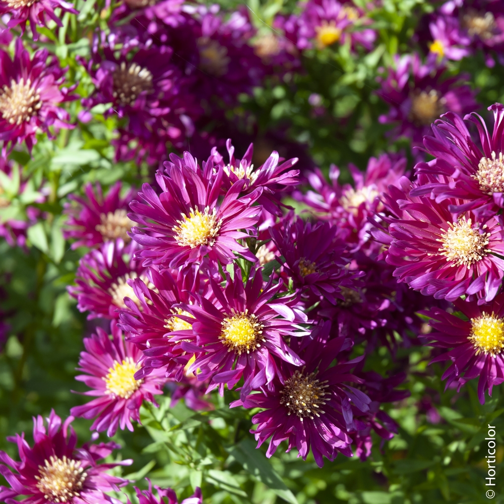 Aster d'automne Winston S. Churchill aster novi-belgii |Meilland Richardier