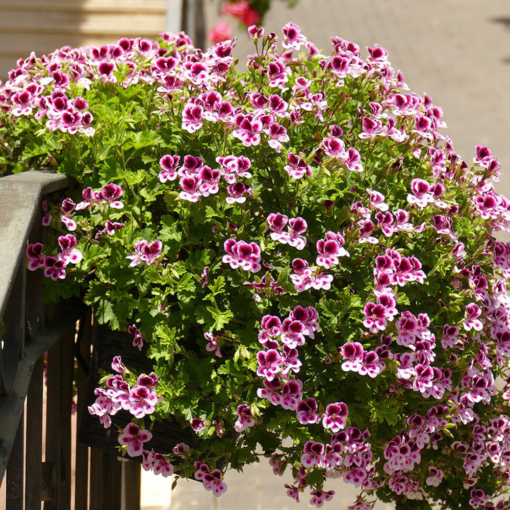 Géranium odorant Mosquitaway Eva| Meilland Richardier