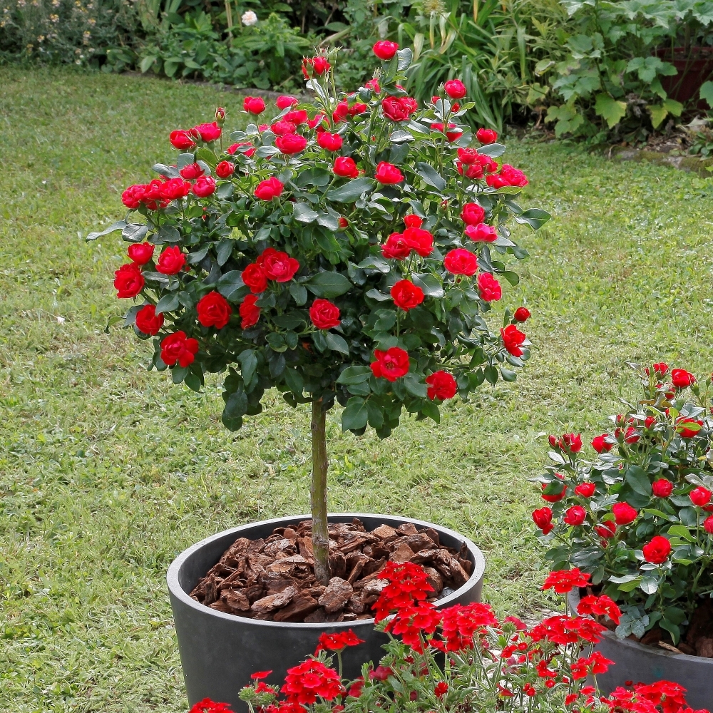 Rosier mini-tige ZEPETI ® Meibenbino rosier miniature | Meilland Richardier