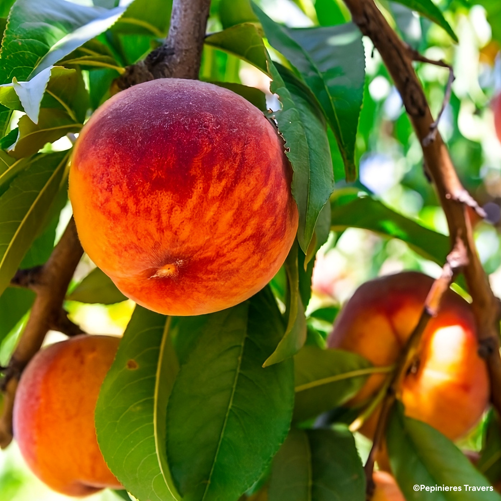 Pêcher Nain de jardins® Pêche de poche | Fruitiers – Meilland Richardier