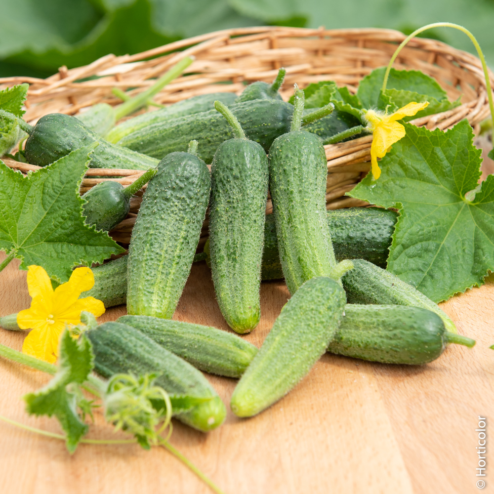 Graines de cornichon Hokus BIO, potager Meilland Richardier