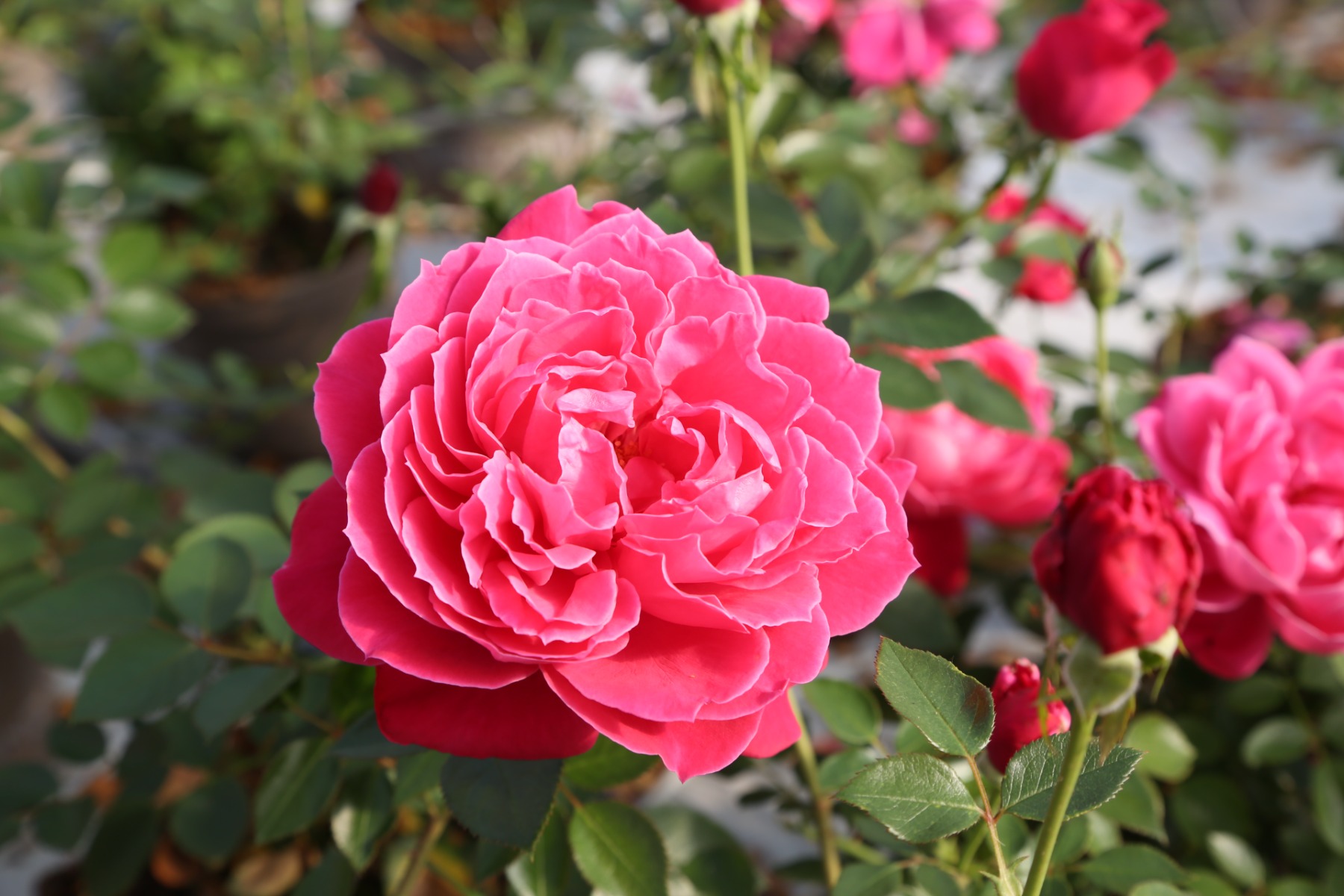 Meilland Richardier : votre Jardinerie en ligne | Roses & Jardins