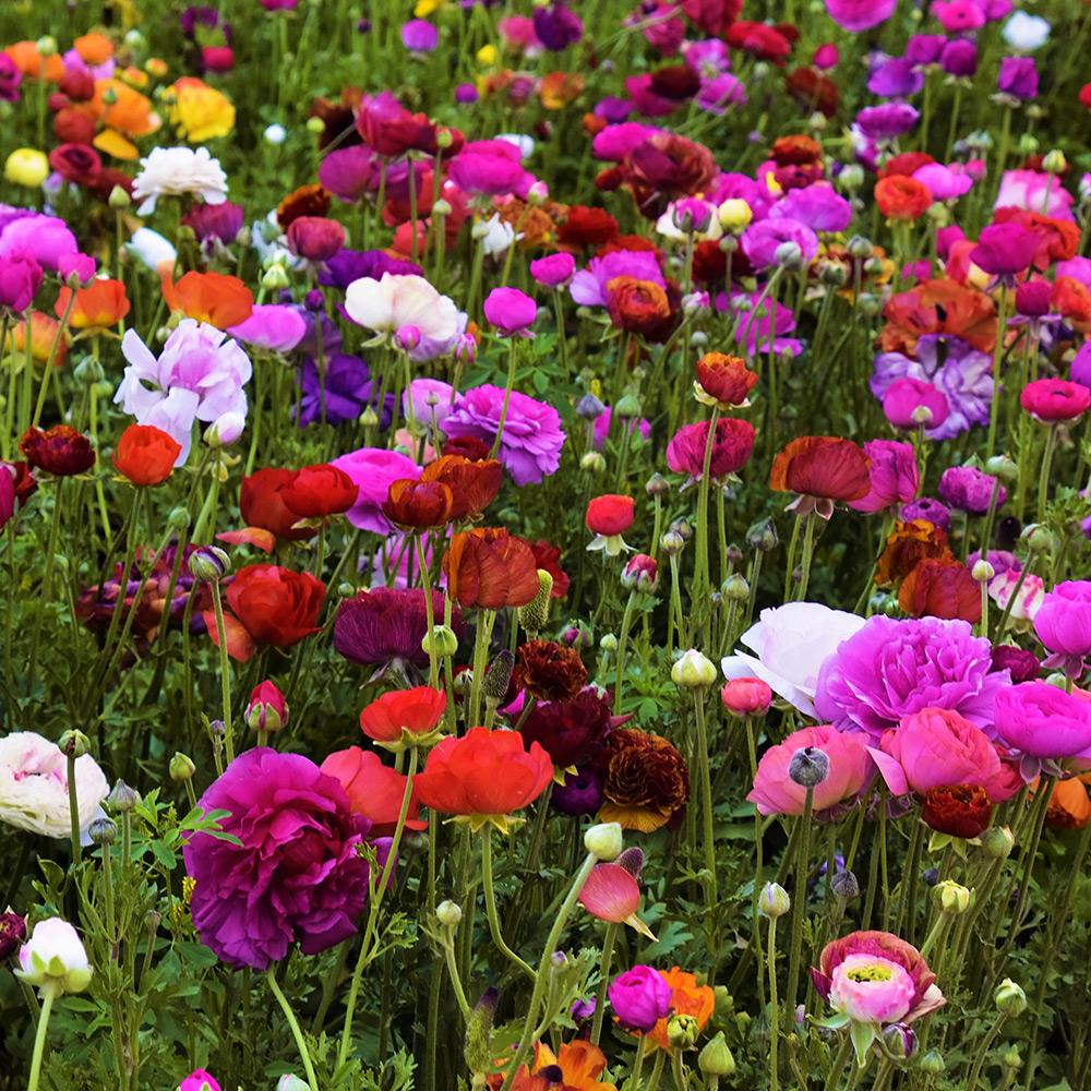 Bulbes : tous nos conseils de plantation |Meilland Richardier