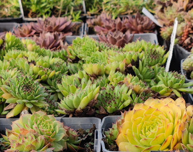 Jardinerie en ligne Meilland Richardier rosier bulbe vivace fruitier ...