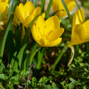 Créer un massif de bulbes de fleurs | Inspiration - Meilland Richardier