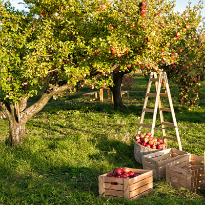 Arbres fruitiers : quelle forme choisir