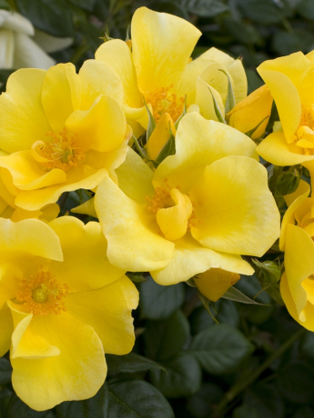 Jardinerie en ligne Meilland Richardier rosier bulbe vivace fruitier ...