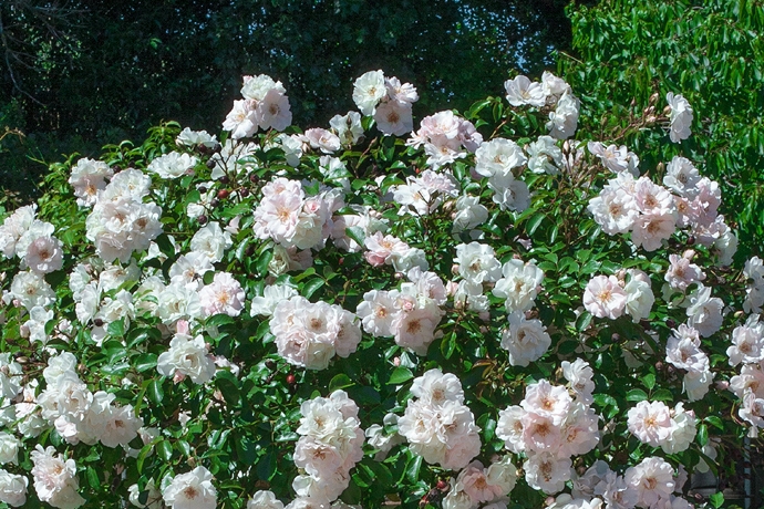 Jardinerie en ligne Meilland Richardier rosier bulbe vivace fruitier ...