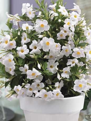 Jardinerie en ligne Meilland Richardier rosier bulbe vivace fruitier ...