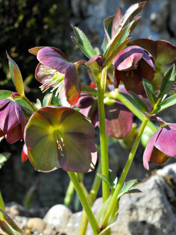 Jardinerie en ligne Meilland Richardier rosier bulbe vivace fruitier ...