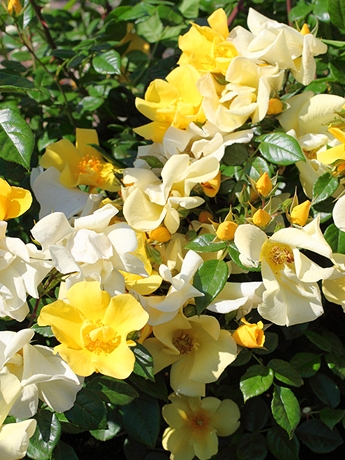 Jardinerie en ligne Meilland Richardier rosier bulbe vivace fruitier ...