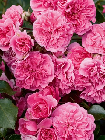 Jardinerie en ligne Meilland Richardier rosier bulbe vivace fruitier ...