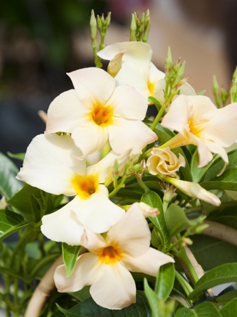 Jardinerie en ligne Meilland Richardier rosier bulbe vivace fruitier ...