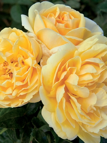 Jardinerie en ligne Meilland Richardier rosier bulbe vivace fruitier ...