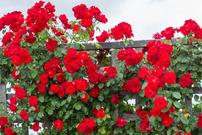 Jardinerie en ligne Meilland Richardier rosier bulbe vivace fruitier ...