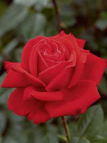 Jardinerie en ligne Meilland Richardier rosier bulbe vivace fruitier ...