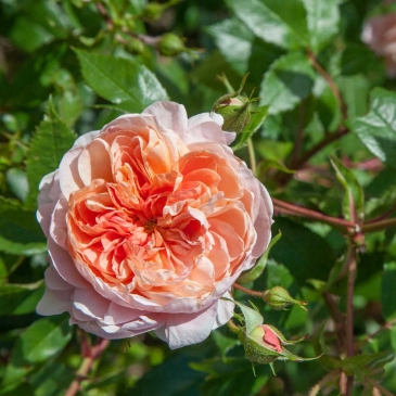 Jardinerie en ligne Meilland Richardier rosier bulbe vivace fruitier ...