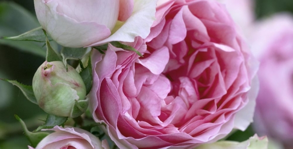 Jardinerie en ligne Meilland Richardier rosier bulbe vivace fruitier ...