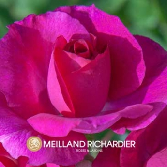 Jardinerie en ligne Meilland Richardier rosier bulbe vivace fruitier ...