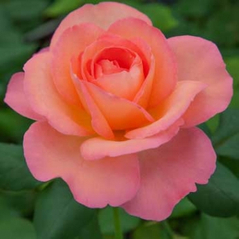 Jardinerie en ligne Meilland Richardier rosier bulbe vivace fruitier ...