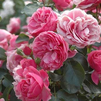 Jardinerie en ligne Meilland Richardier rosier bulbe vivace fruitier ...