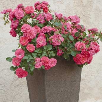 Jardinerie en ligne Meilland Richardier rosier bulbe vivace fruitier ...