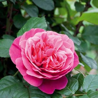 Jardinerie en ligne Meilland Richardier rosier bulbe vivace fruitier ...