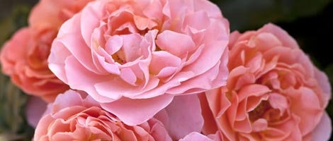 Jardinerie en ligne Meilland Richardier rosier bulbe vivace fruitier ...