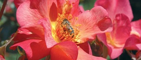 Jardinerie en ligne Meilland Richardier rosier bulbe vivace fruitier ...