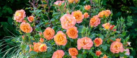 Jardinerie en ligne Meilland Richardier rosier bulbe vivace fruitier ...