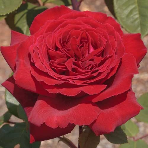 Jardinerie en ligne Meilland Richardier rosier bulbe vivace fruitier ...