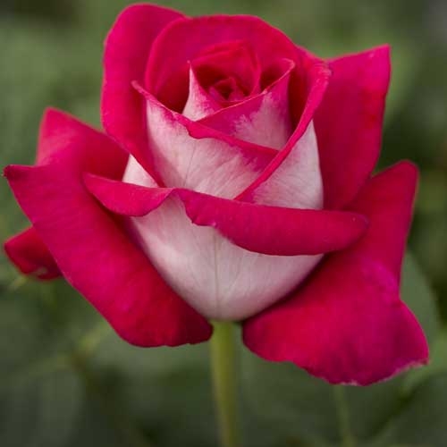 Jardinerie en ligne Meilland Richardier rosier bulbe vivace fruitier ...