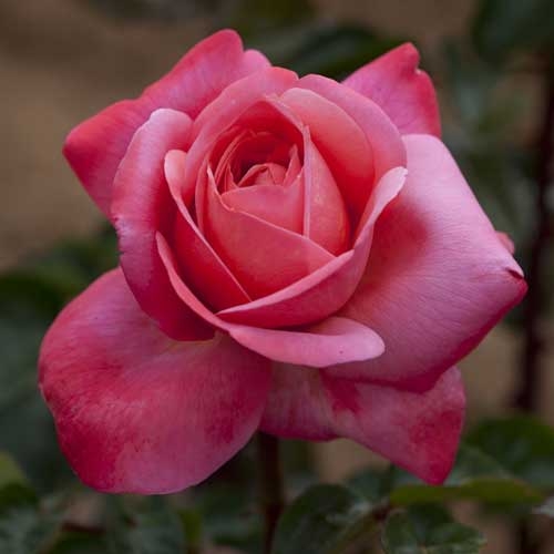 Jardinerie en ligne Meilland Richardier rosier bulbe vivace fruitier ...