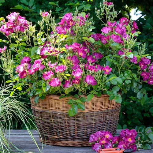 Jardinerie en ligne Meilland Richardier rosier bulbe vivace fruitier ...