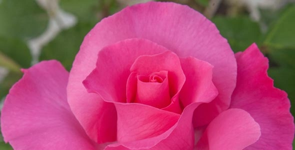 Jardinerie en ligne Meilland Richardier rosier bulbe vivace fruitier ...