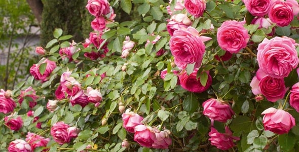 Jardinerie en ligne Meilland Richardier rosier bulbe vivace fruitier ...