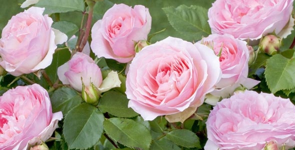 Jardinerie en ligne Meilland Richardier rosier bulbe vivace fruitier ...