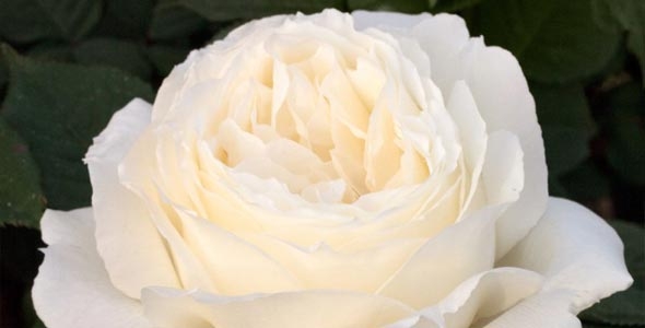 Jardinerie en ligne Meilland Richardier rosier bulbe vivace fruitier ...