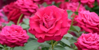 Jardinerie en ligne Meilland Richardier rosier bulbe vivace fruitier ...