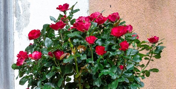 Jardinerie en ligne Meilland Richardier rosier bulbe vivace fruitier ...