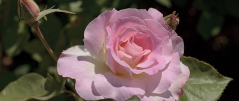 Jardinerie en ligne Meilland Richardier rosier bulbe vivace fruitier ...