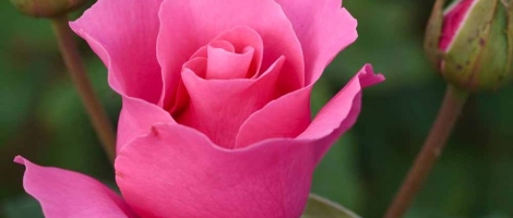 Jardinerie en ligne Meilland Richardier rosier bulbe vivace fruitier ...