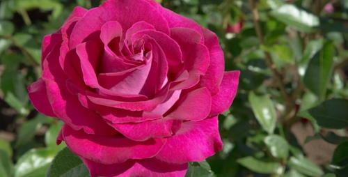 Jardinerie en ligne Meilland Richardier rosier bulbe vivace fruitier ...