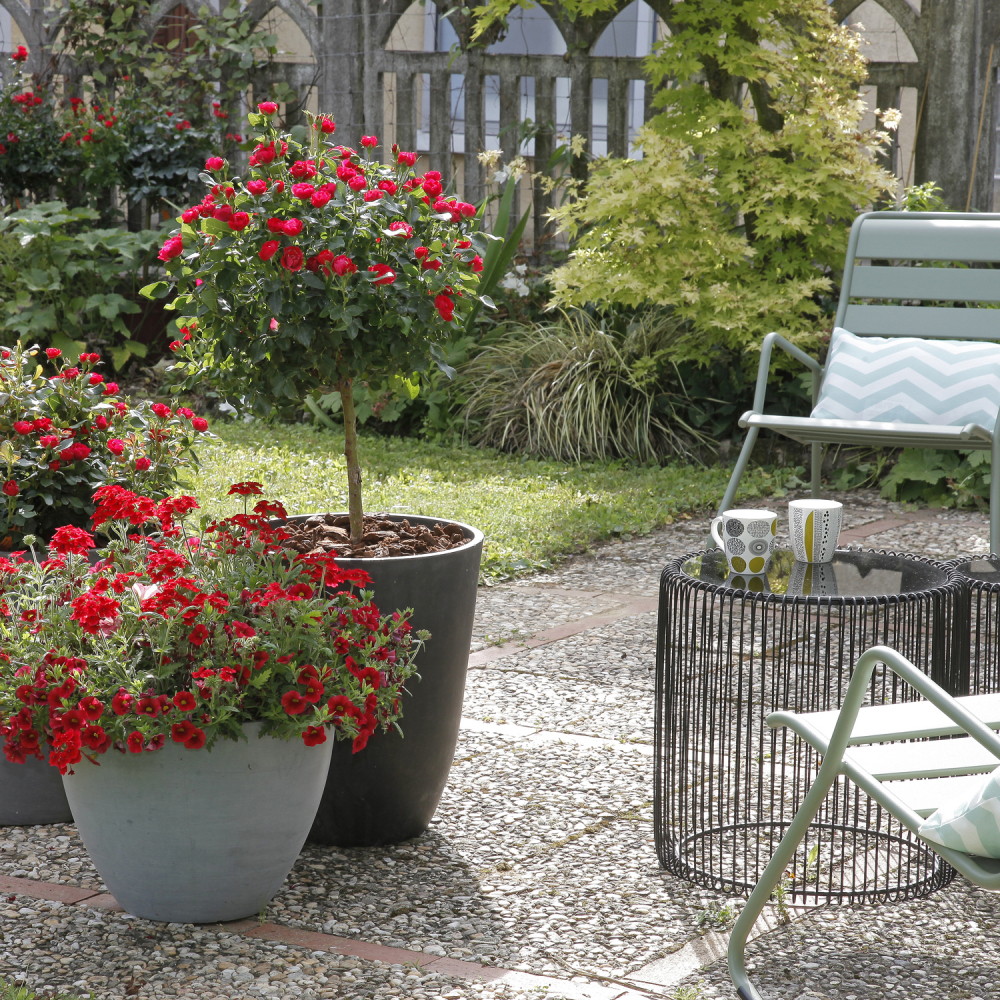 Rosiers, comment réussir une plantation en pot pour balcon ou terrasse