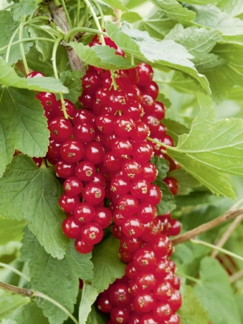 Jardinerie en ligne Meilland Richardier rosier bulbe vivace fruitier ...