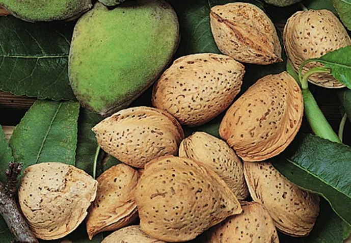 Amandier All In One ®, arbres fruitiers Meilland Richardier