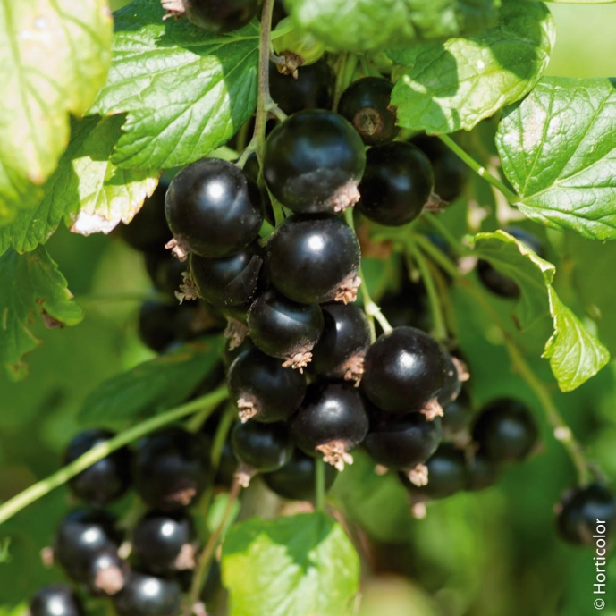 Casseille Josta, petits fruits Meilland Richardier